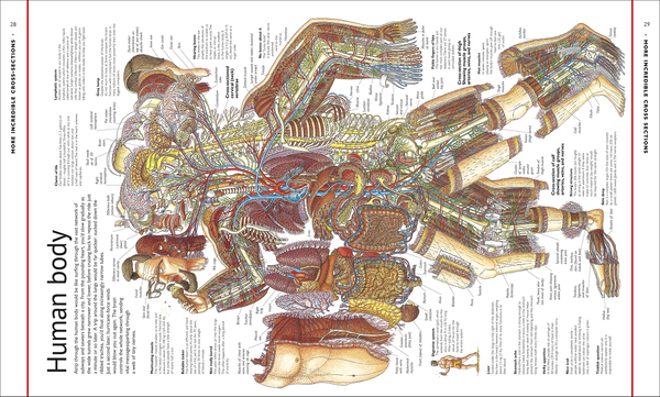 Книга «Stephen Biesty's More Incredible Cross-sections» – Ричард Платт ...