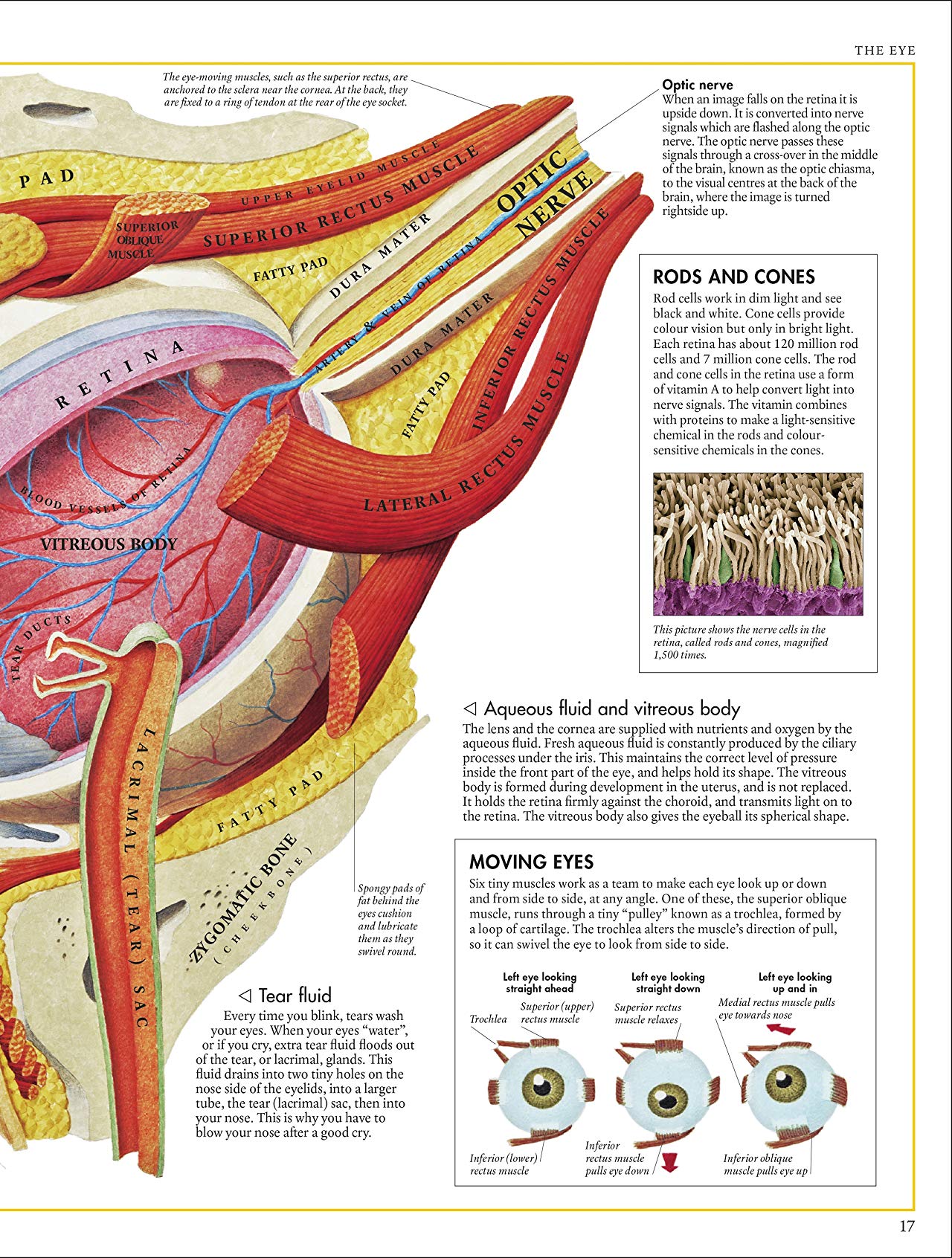 Книга «The Body Atlas. A Pictorial Guide to the Human Body» – , купити ...